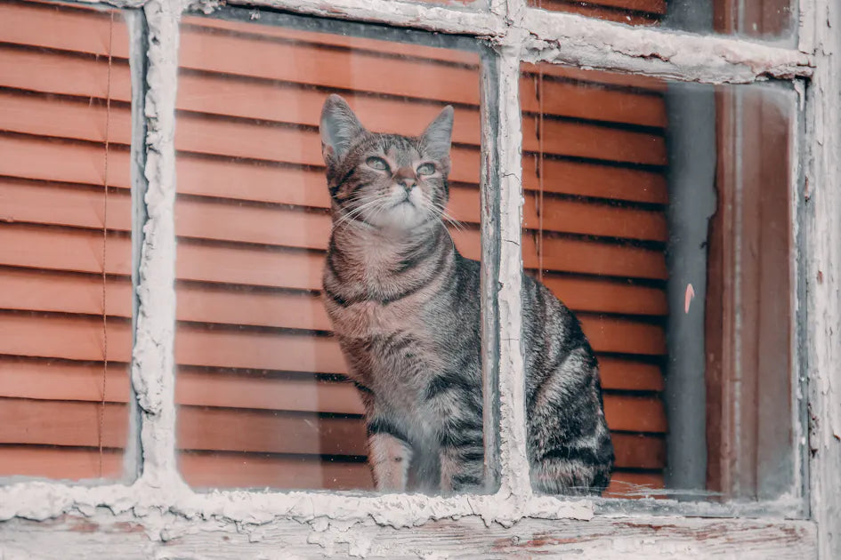 Gifts for Cat Lovers 2026: Curated Picks They'll Adore – Pets Sparkle