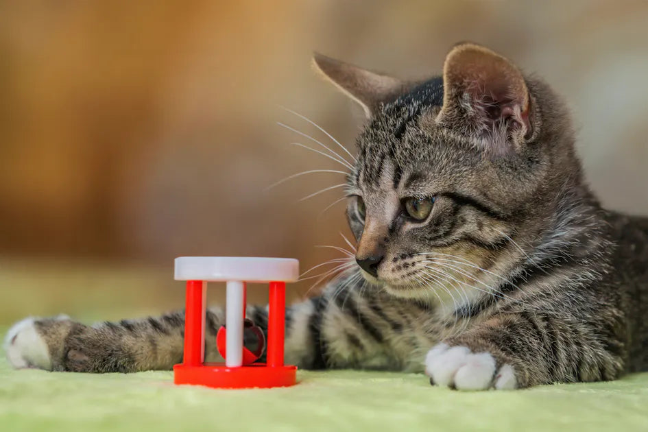 Best Interactive Cat Toys (2026 Buyer's Guide by Play Style) – Pets Sparkle
