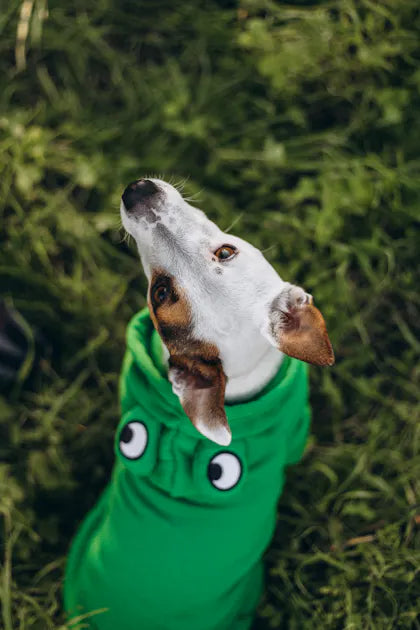 The Complete Guide to Dressing Your Dog (2026 Edition) – Pets Sparkle