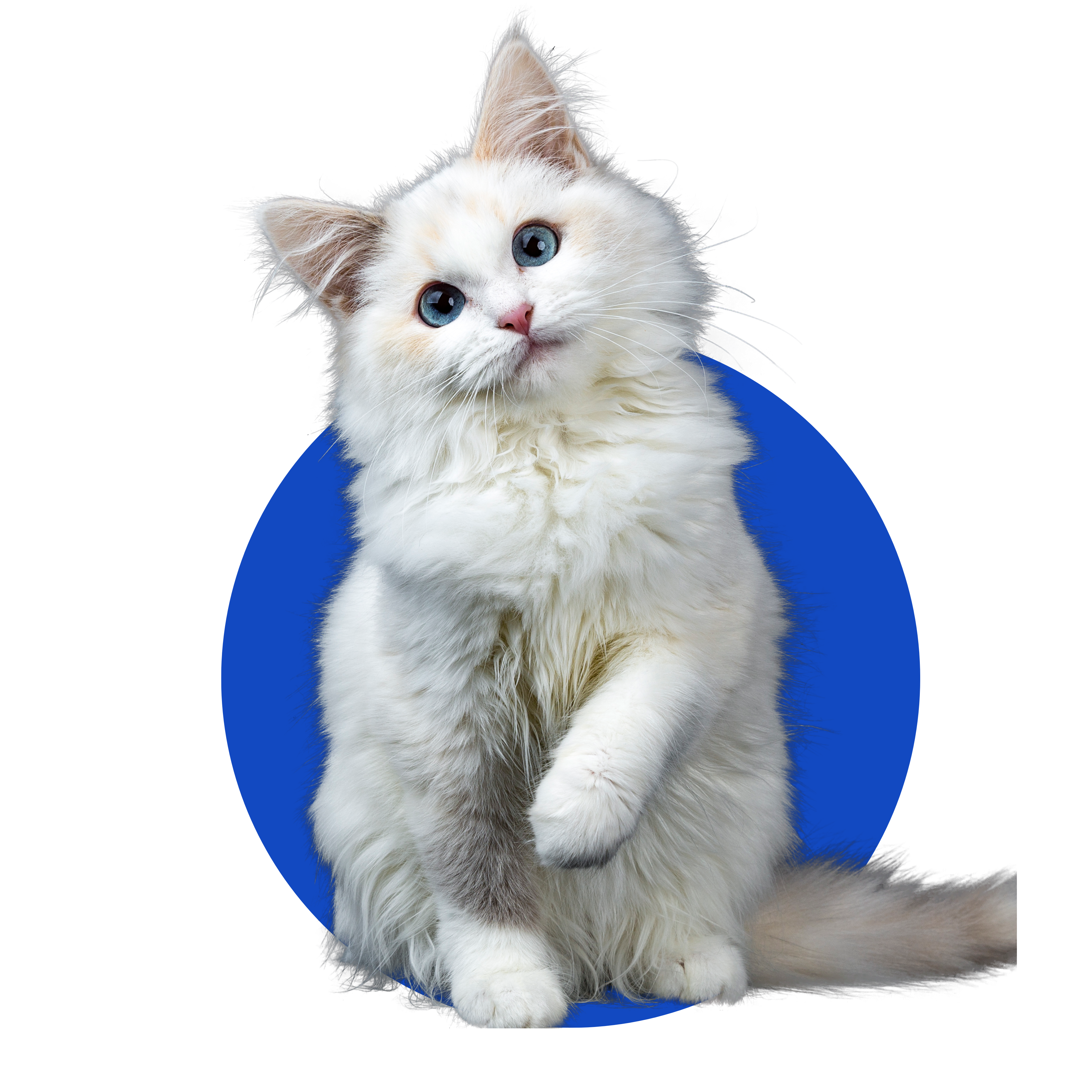 Cats Collection – PETS SPARKLE